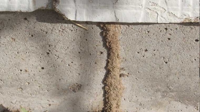 Termite Control In Glendale, AZ | Protection Termite Control