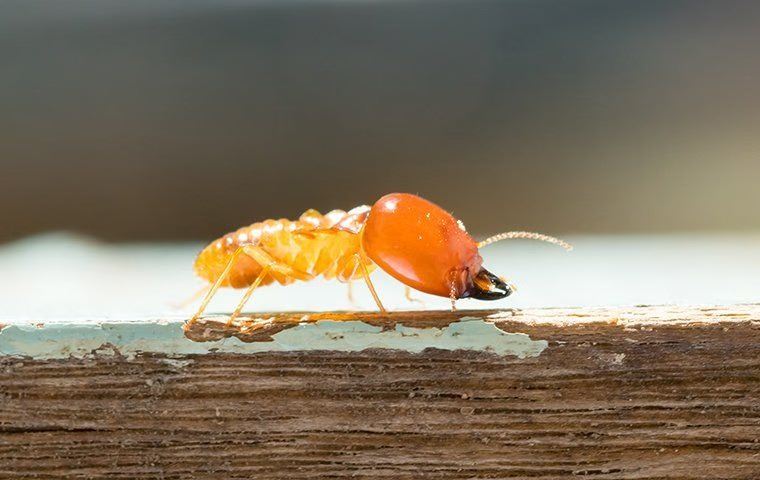 Termite Hotspots In Phoenix: Areas Of Your Home Prone To Infestations ...