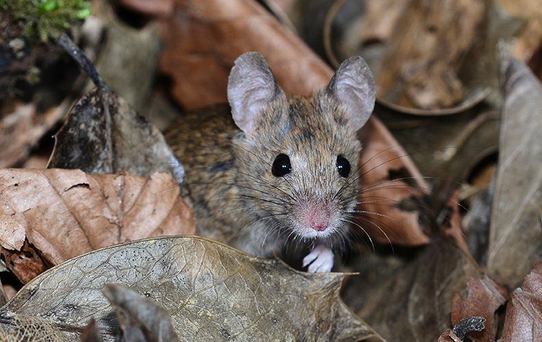 Rodent Rundown: Keeping These Dangerous Pests Away From Your Phoenix ...
