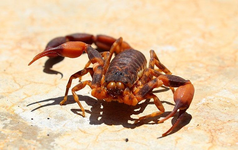 The Ultimate Guide To Scorpion Control In Phoenix: What To Know ...