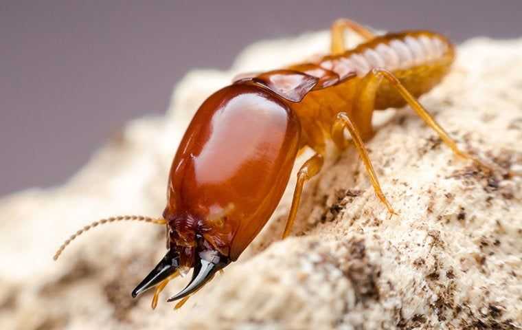 Termite Swarmers in Arizona – What to Know and When to Act