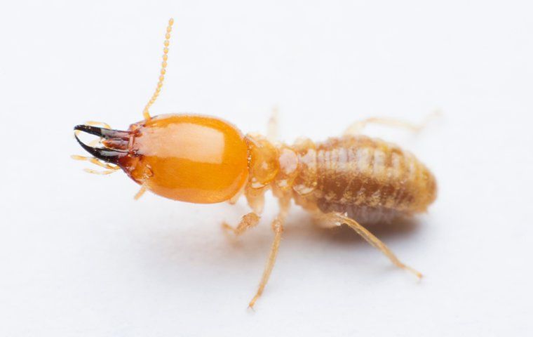 How To Get Rid Of Termites: A Comprehensive Guide For Phoenix ...