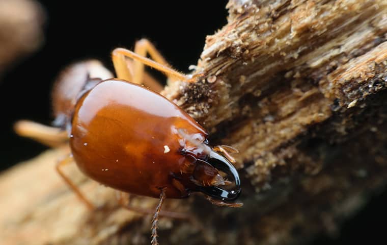 The Best Strategies For Eliminating Termites In Phoenix | Protection ...